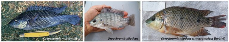 Nile tilapia mapping | Aquaculture Strategic Environmental Assessment